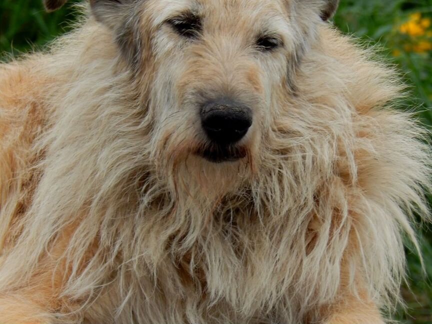 Мудрый добрый пес ищет дом/передержку