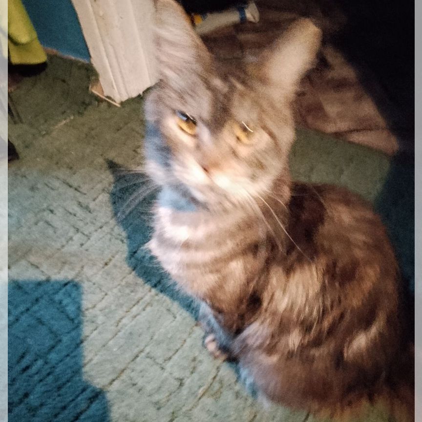 Котята мейн кун