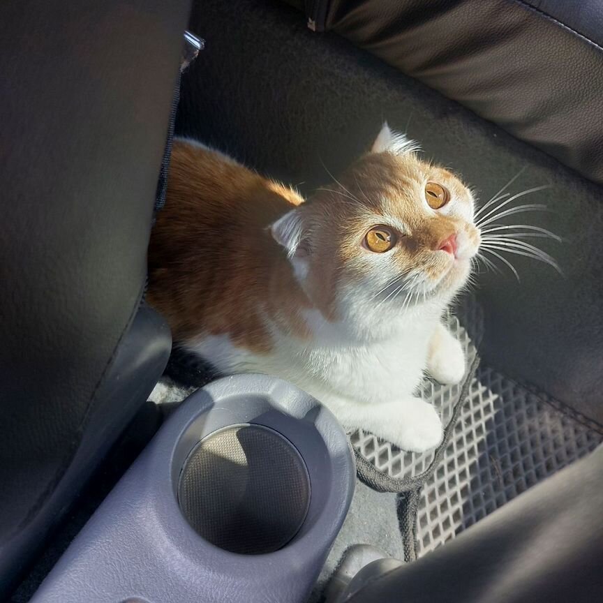 Шотландская вислоухая кошка в добрые руки