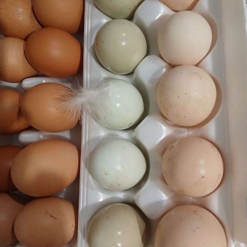 Продажа яйца на еду