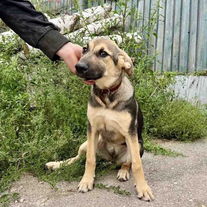 Щенок в добрые руки бесплатно