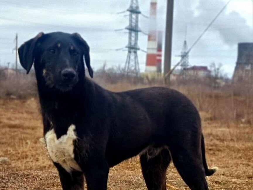 Ровер в добрые руки