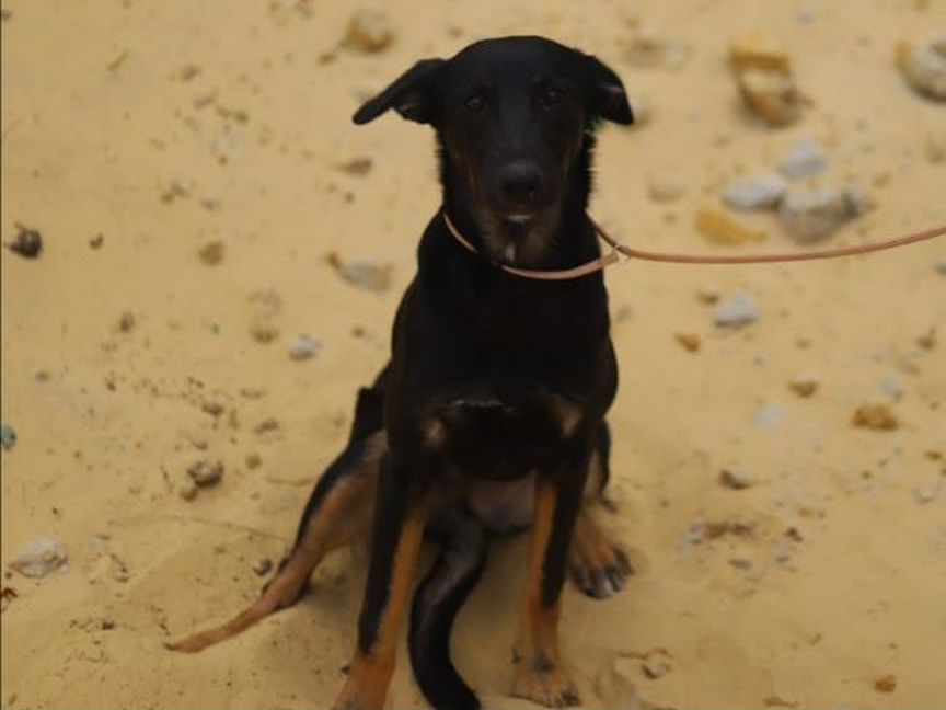 Ищете дом молодая красивая Собака Багира