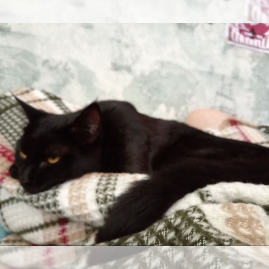 Черная кошка