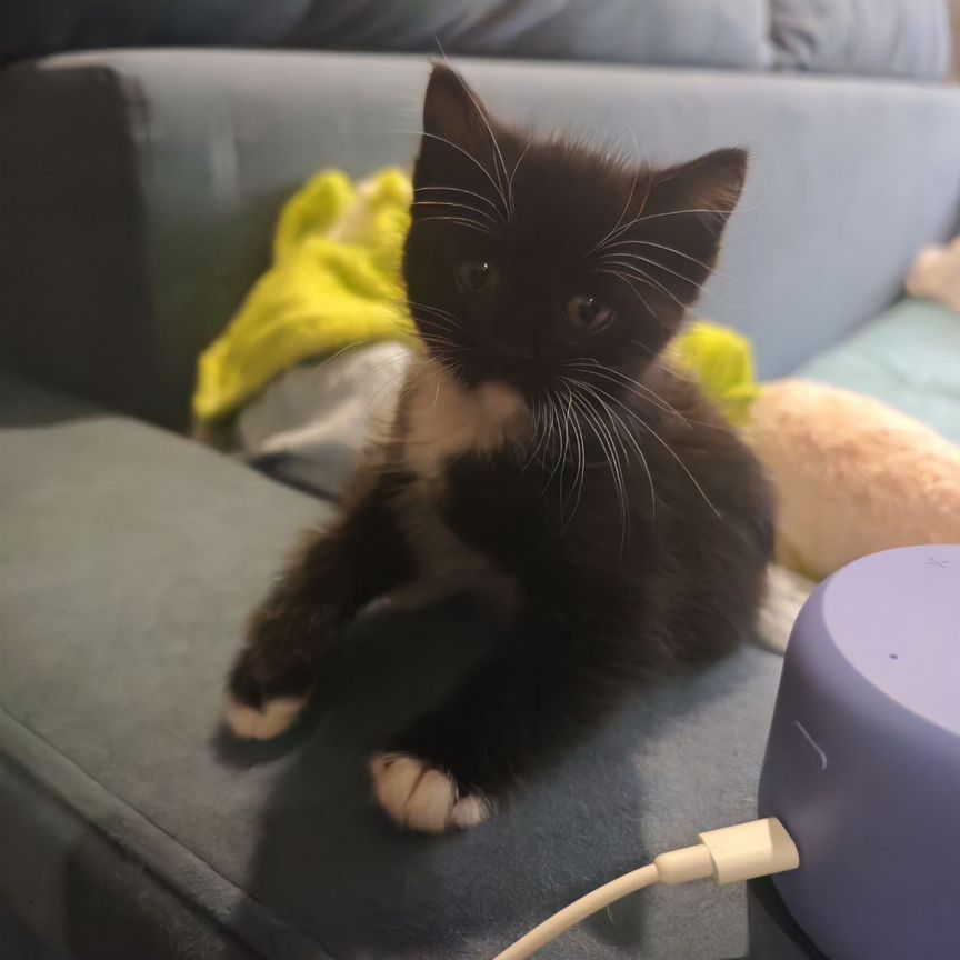 Британский короткошёрстный котёнок