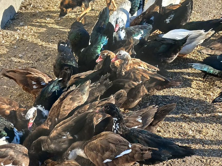 Индоутки живьём