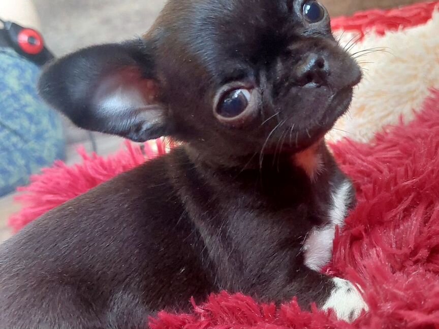 Девочка чихуахуа Багира