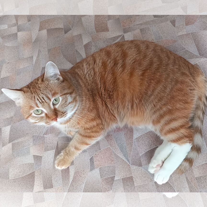 Взрослый кот в добрые руки