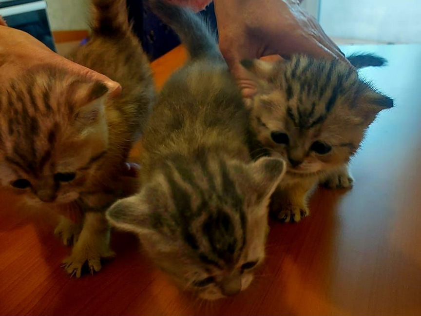 Кошки в добрые руки породистые