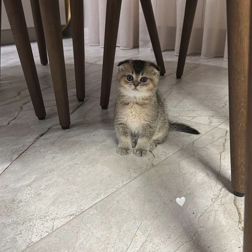 Бритаские котята золотая шиншилла