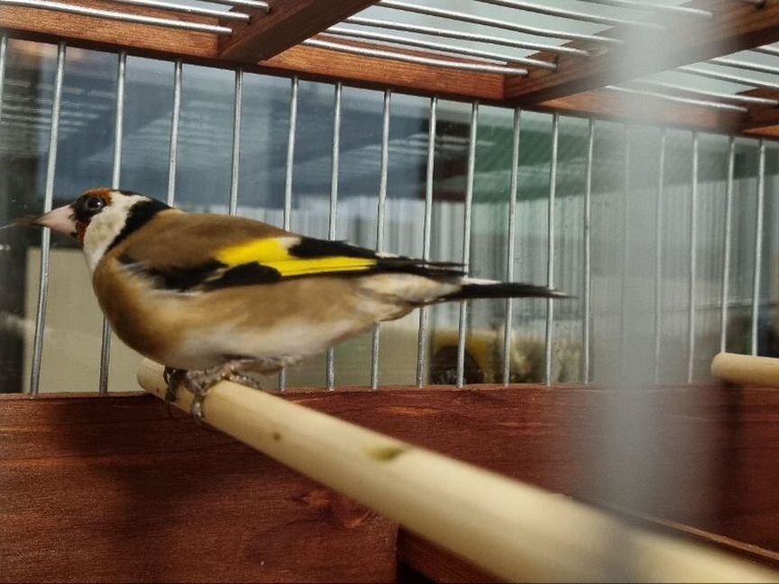 Щегол вместе с клеткой