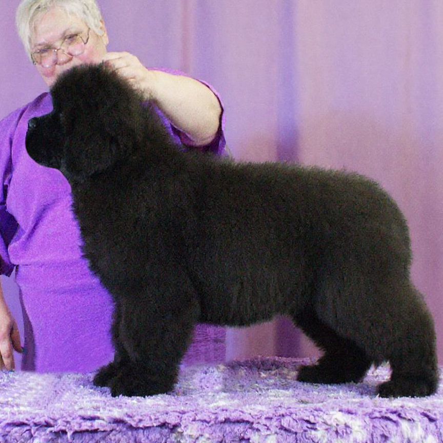 Ньюфаундленд, щенок