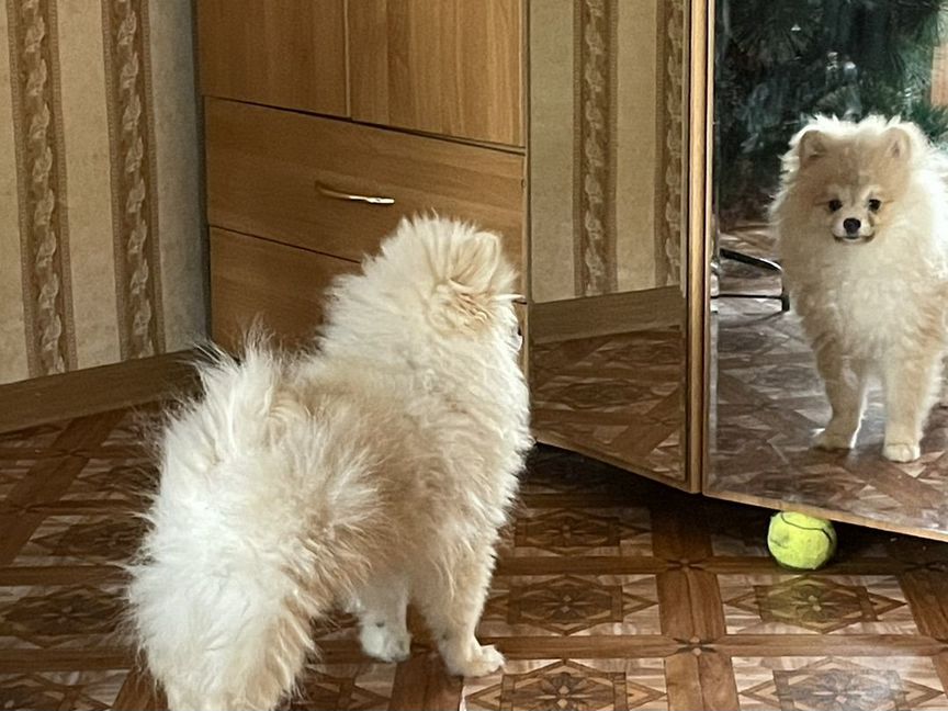 Померанский шпиц