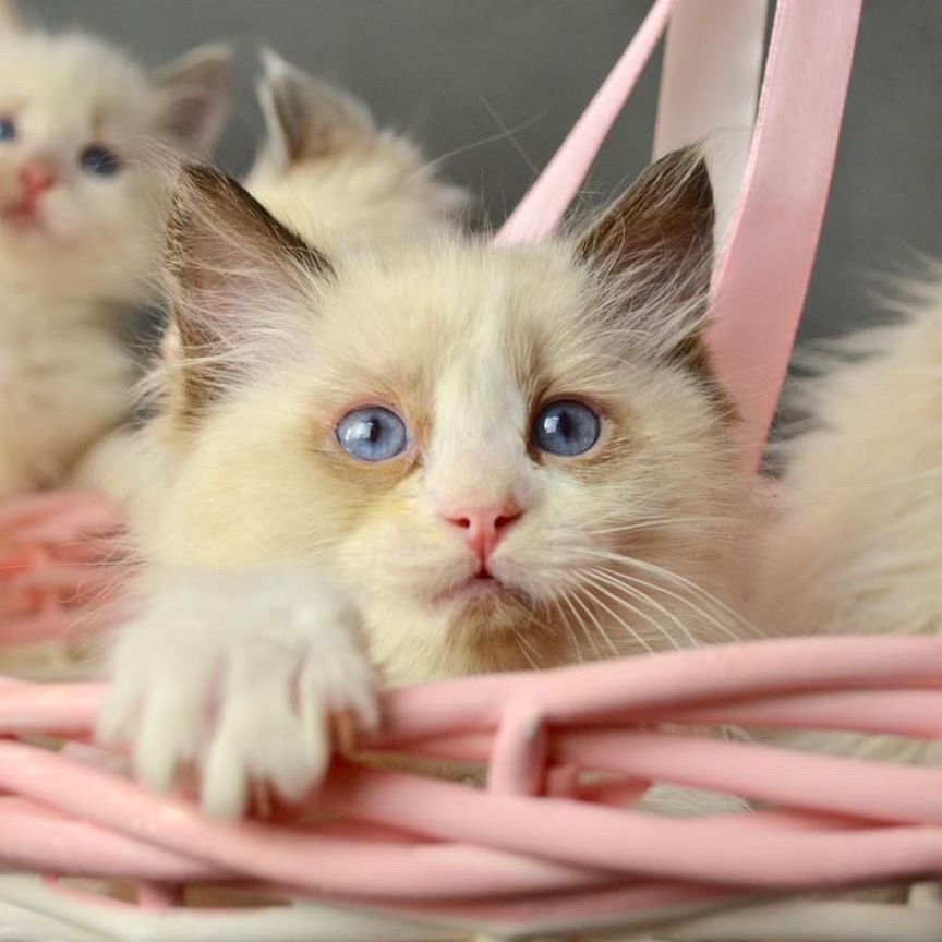 Котенок регдолл с документом