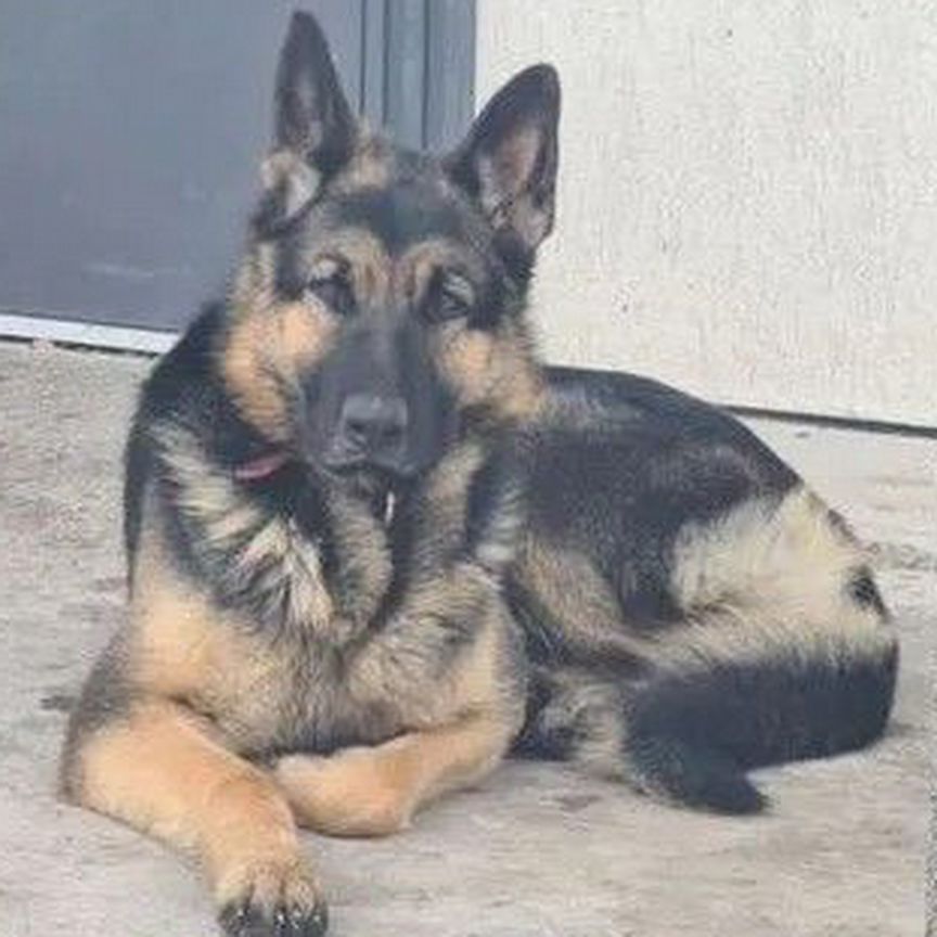 Восточноевропейская овчарка