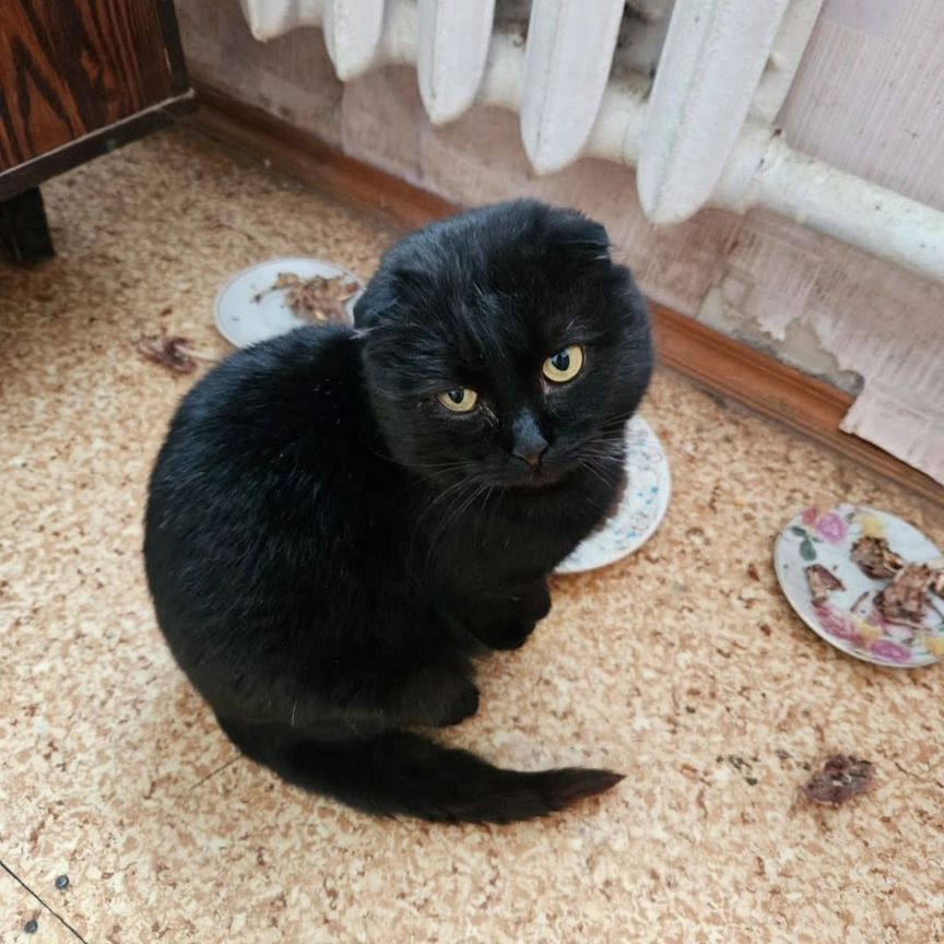Кошечки в добрые руки