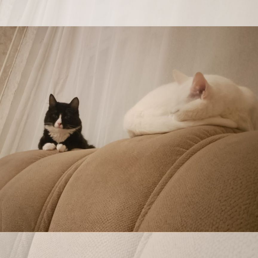 Кошки в добрые руки