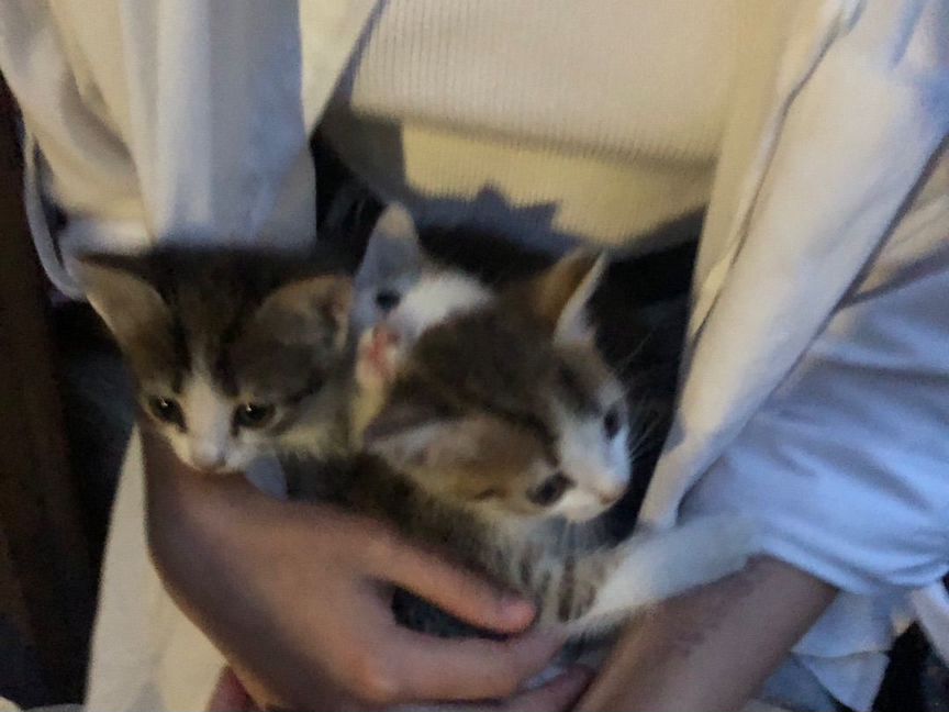 Котят в добрые руки. Оставили без дома