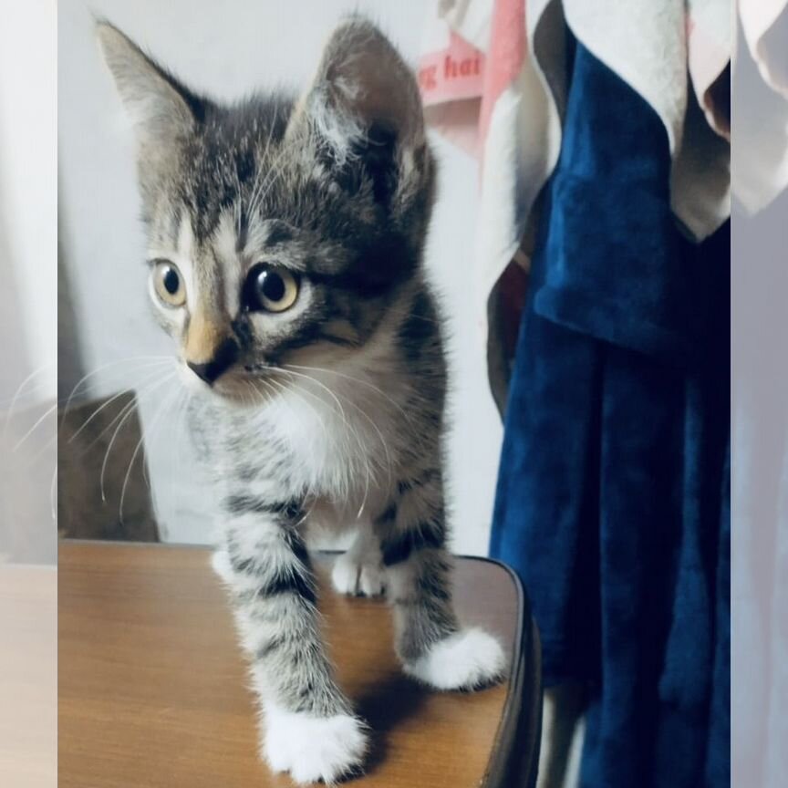 Котёнок в добрые руки