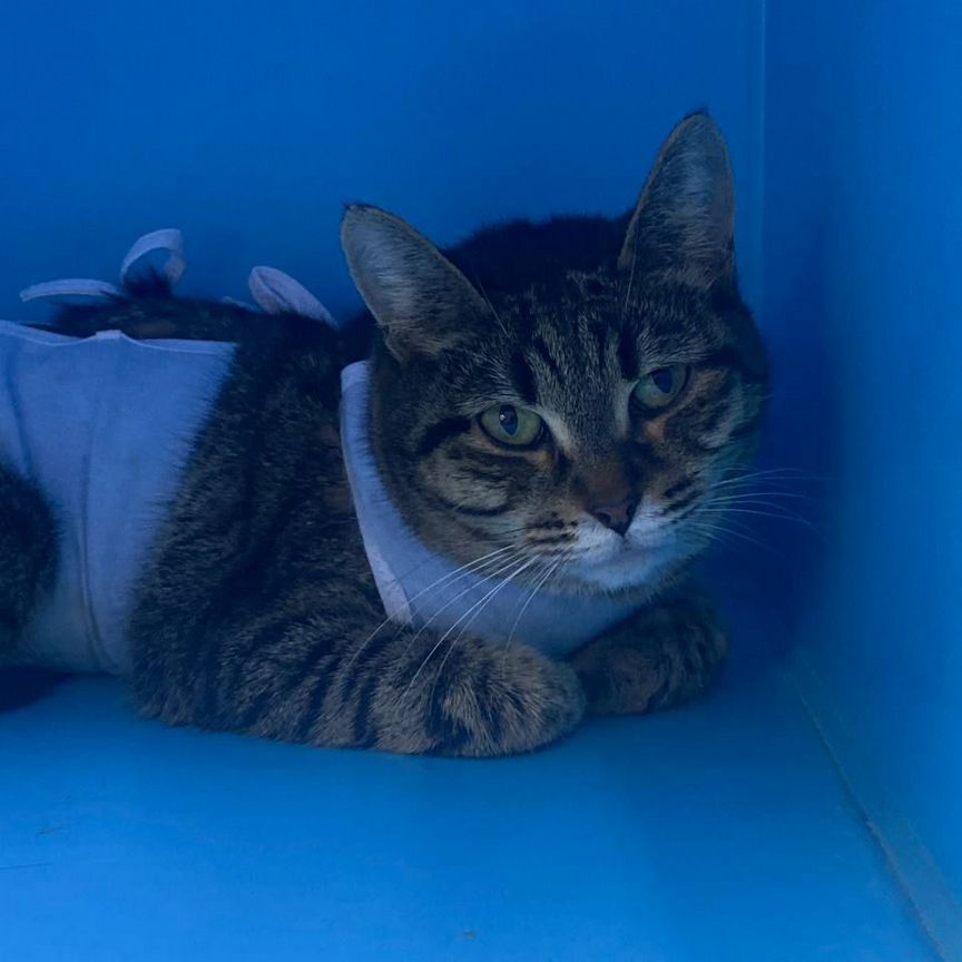 Жанет,дом снесли,некуда идти,нужен дом