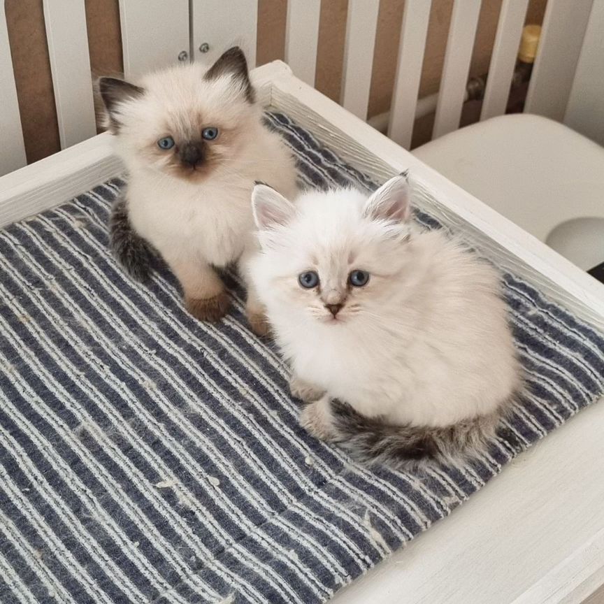 Невские маскарадные котята