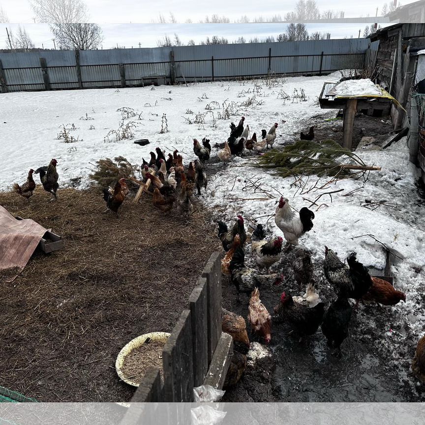Петухи домашние, крупные