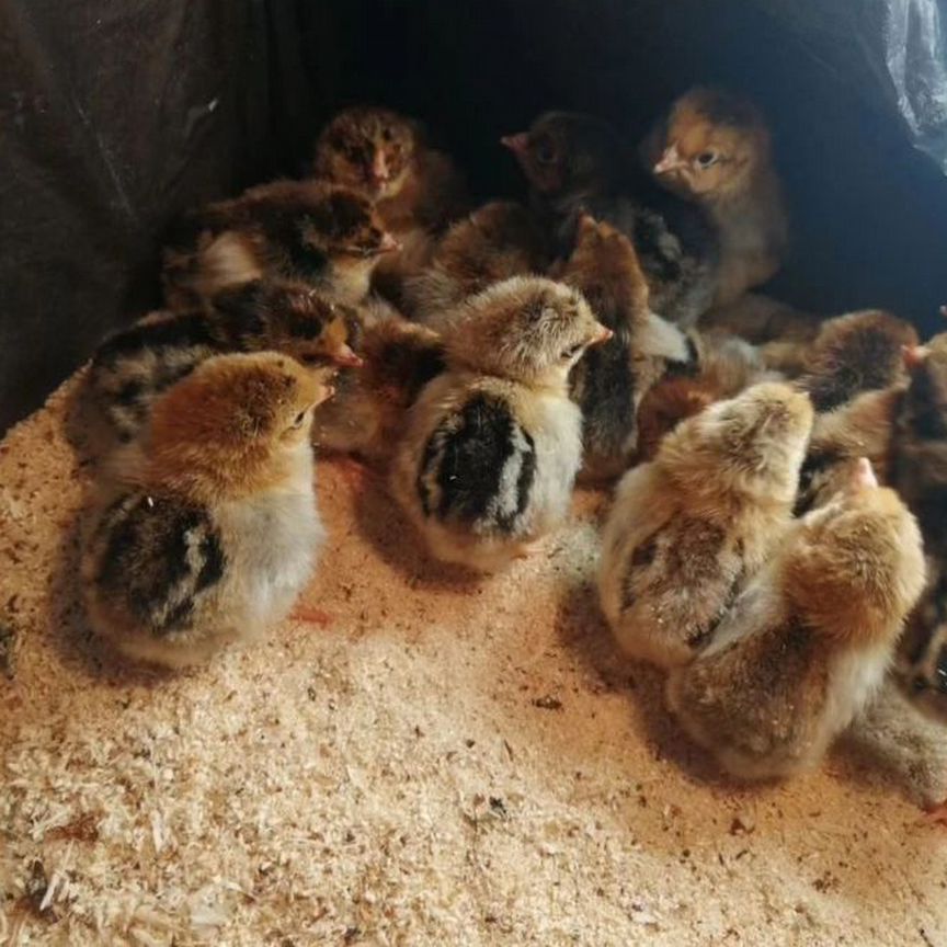 Цыплята кучинская юбилейная