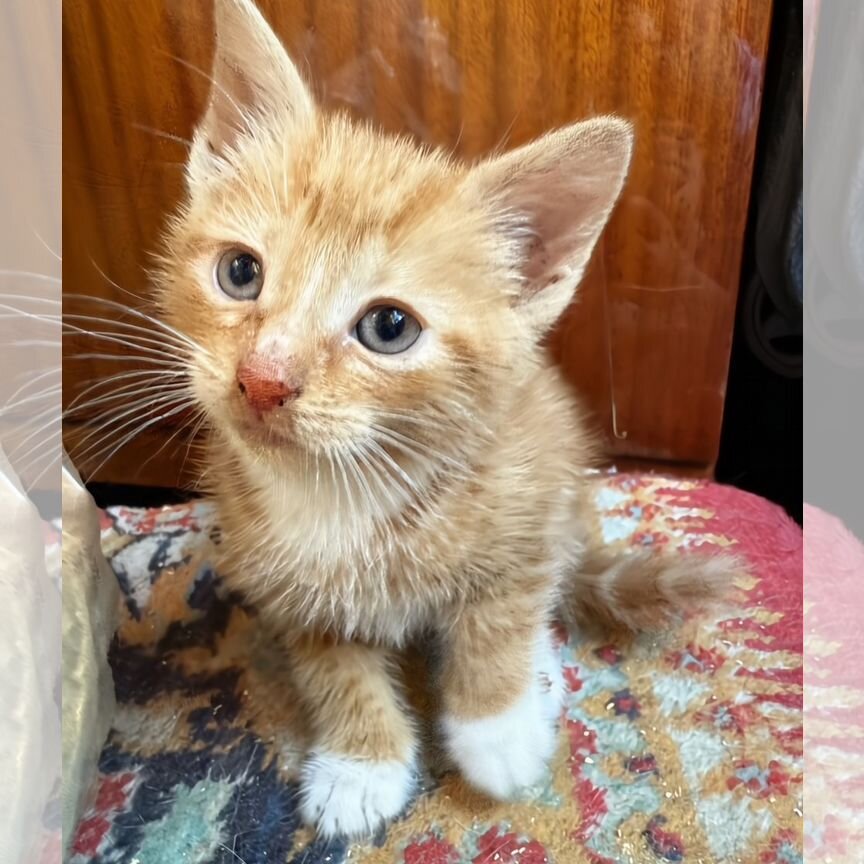 Котёнок в добрые руки