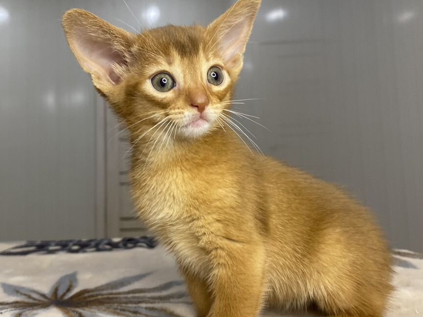 Абиссинские котята, соррель, дикие