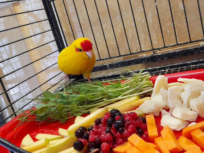 Попугай какарик. Мальчик. 8 месяцев