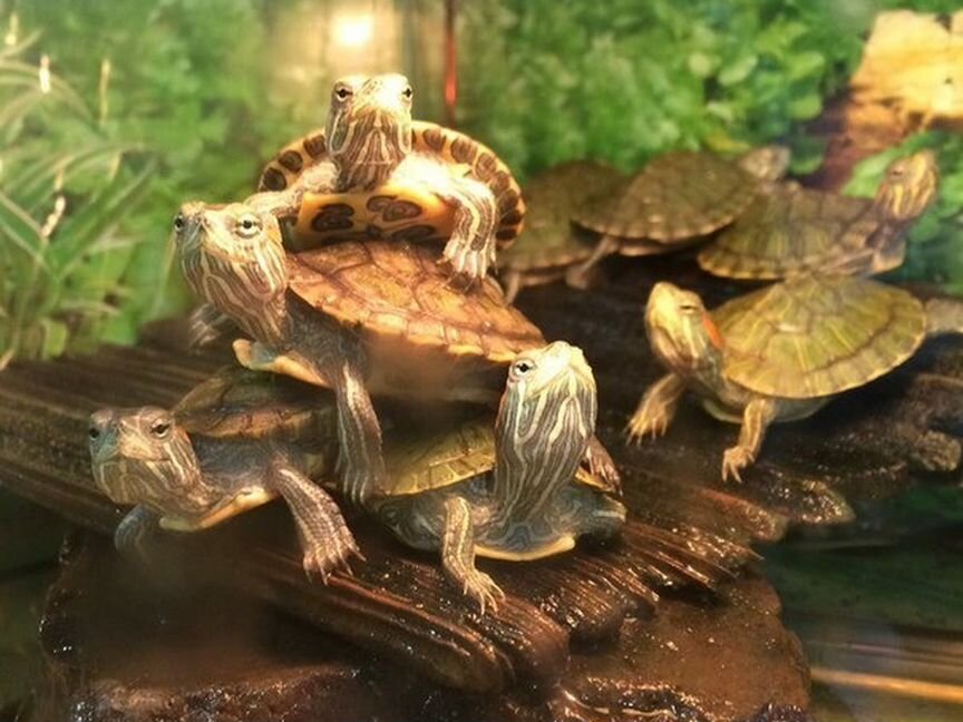 Продам красноухих черепах