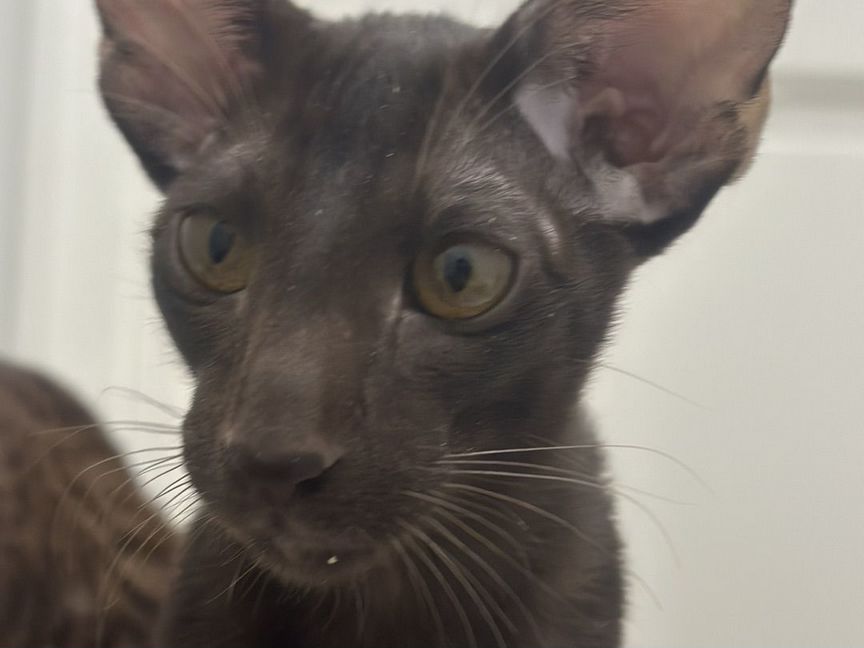 Котенок ориентал слабовидящий