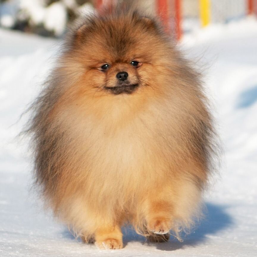 Померанский шпиц, взрослый пёс