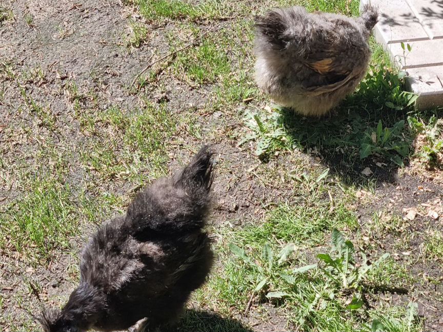 Куры китайцы и белая