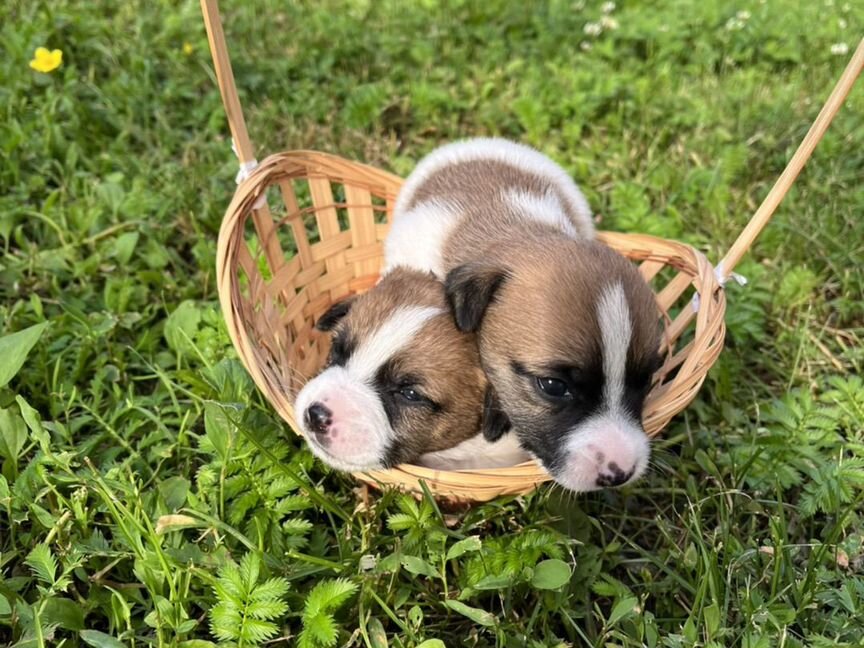 Щенки джек рассел терьер