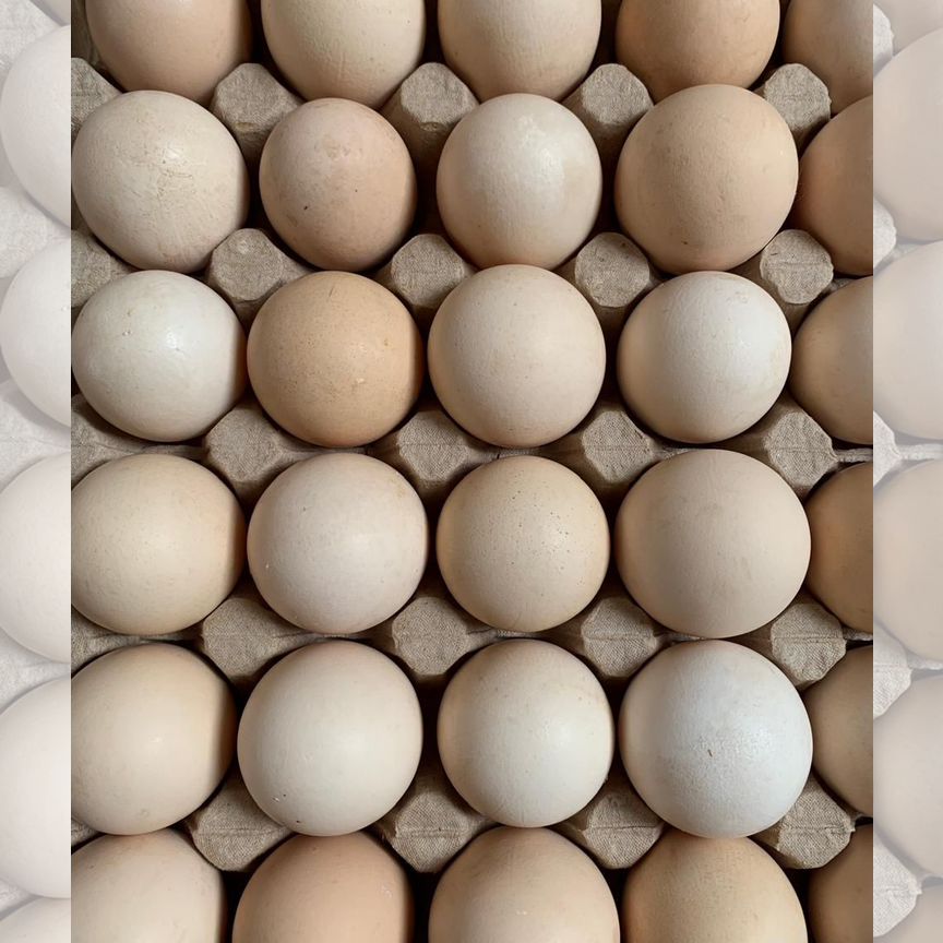 Инкубационное яйцо бройлера росс 308