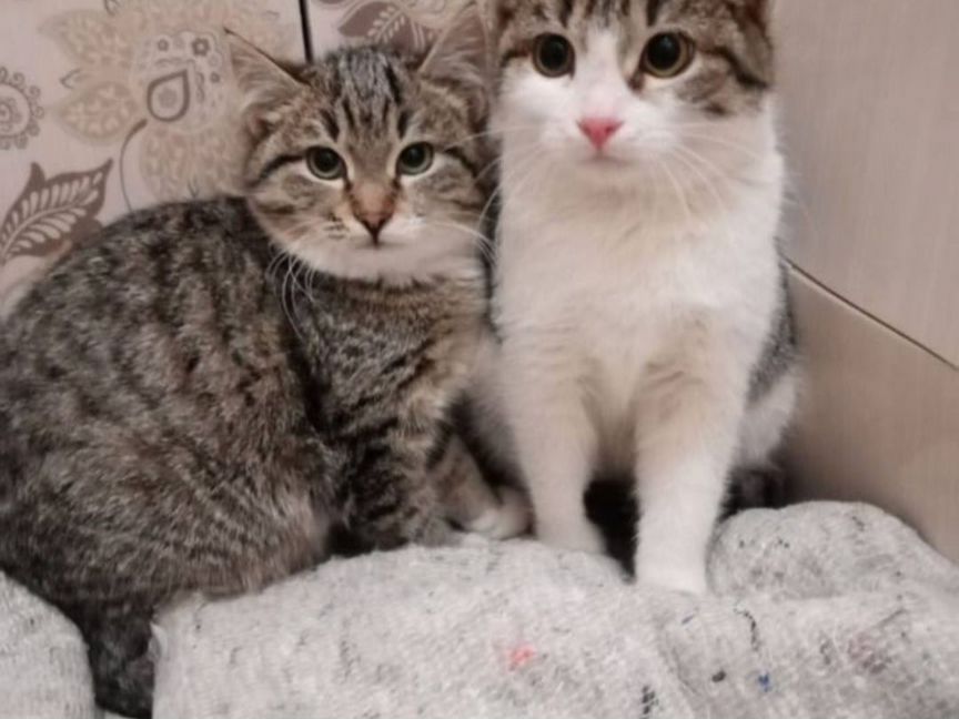 Машенька и Настена кошечки