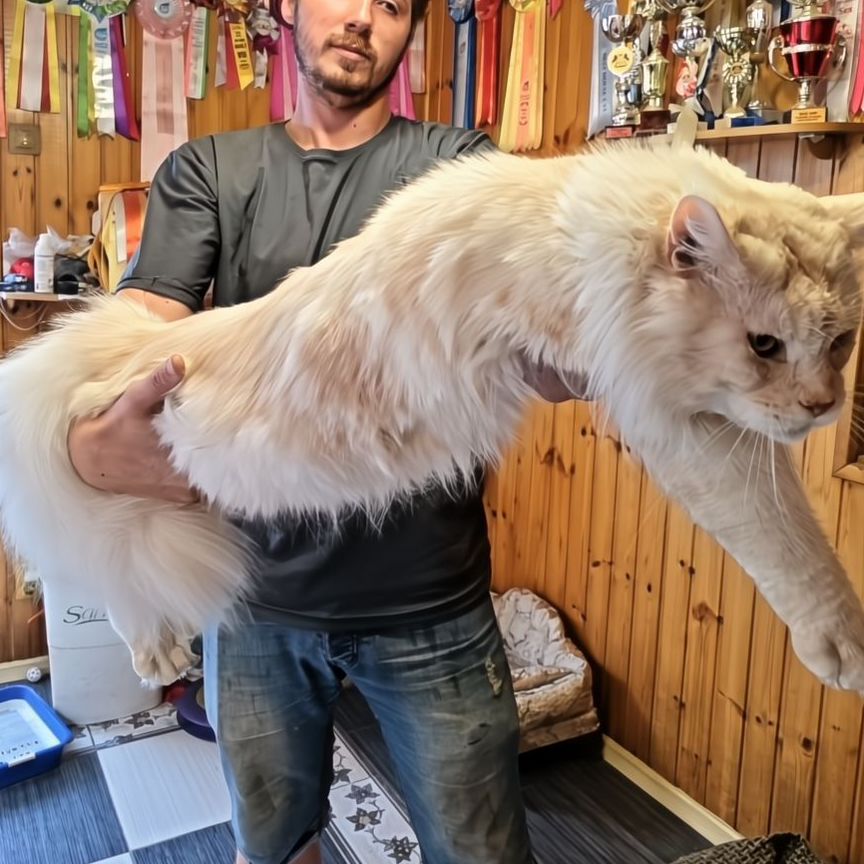 Мейн-кун котёнок