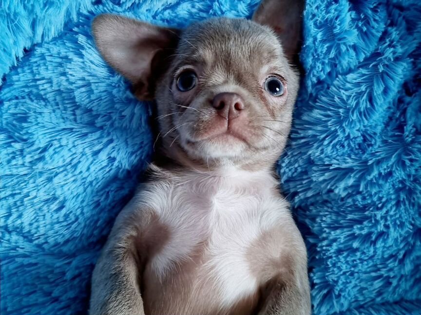 Лиловая девочка чихуахуа