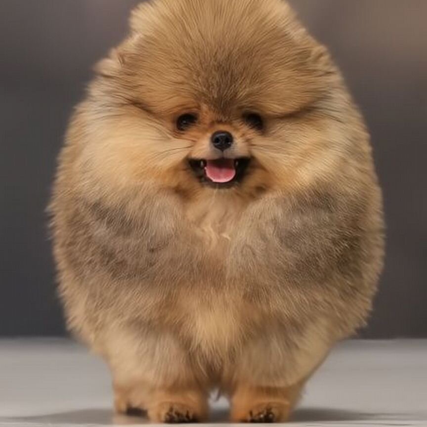 Померанский шпиц, щенок