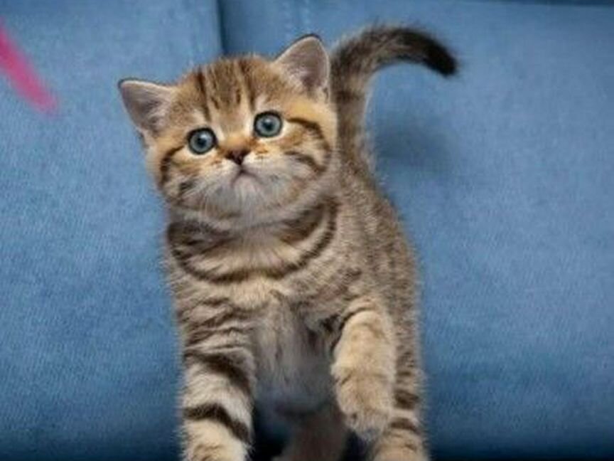 Шотландец табби котенок мальчик