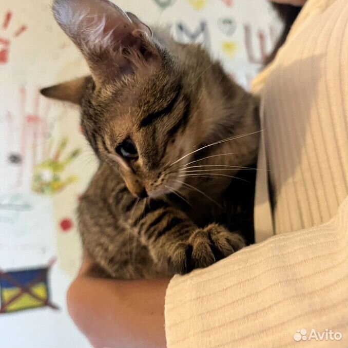 Котята полосатые бесплатно