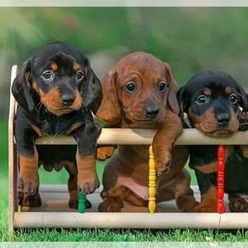 Карликовая такса, щенок