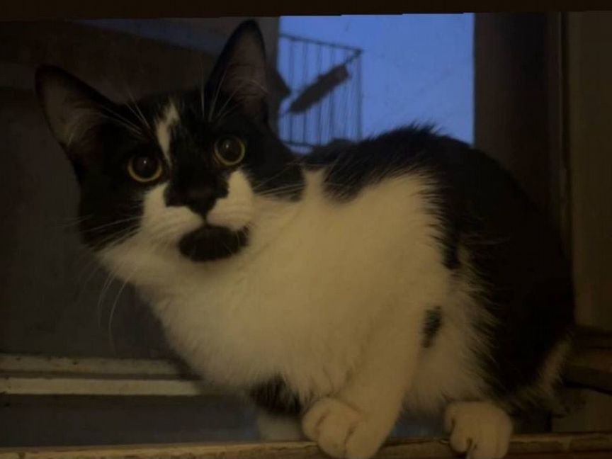 Кот в добрые руки