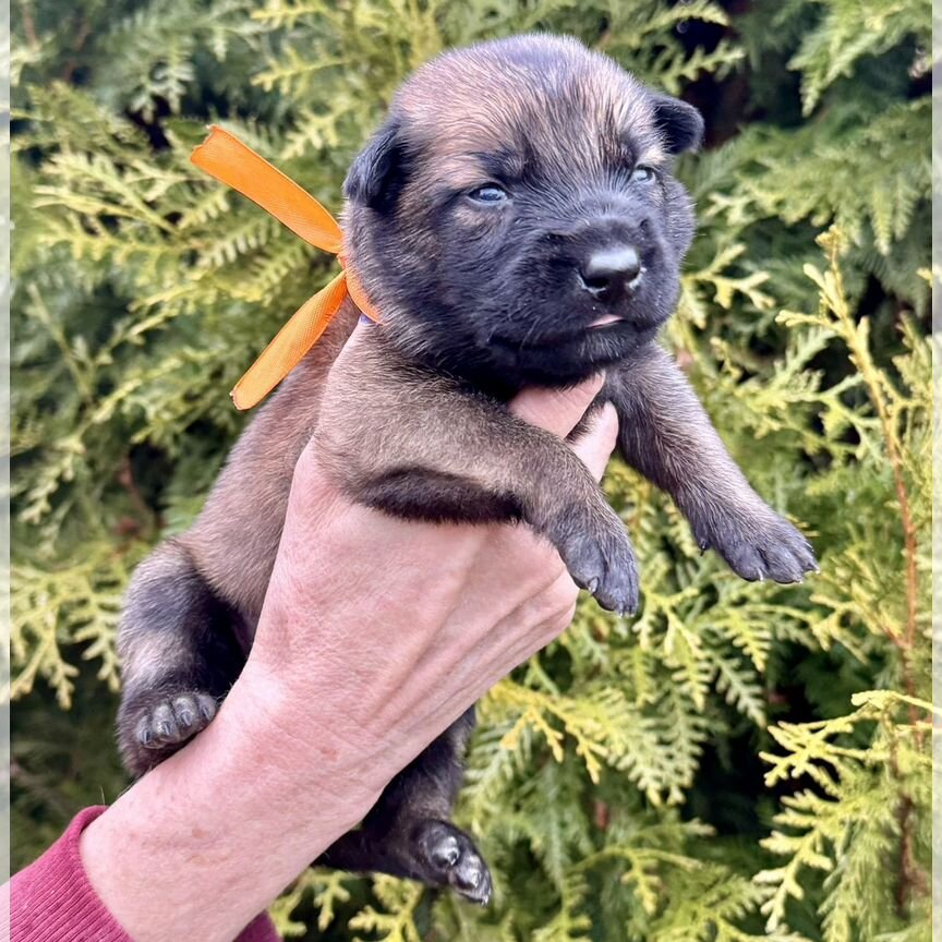 Малинуа под Новый Год. РКФ