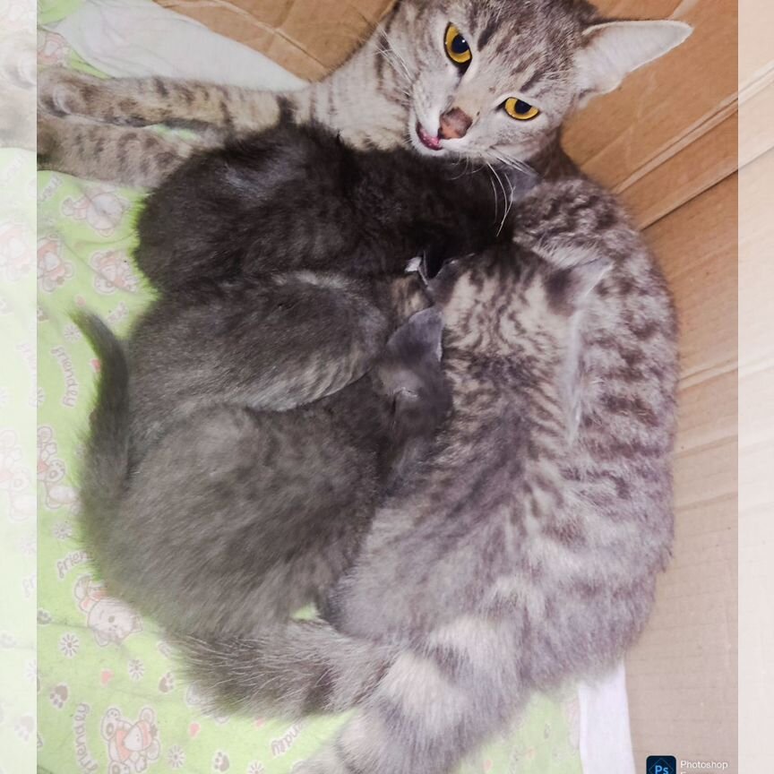 Котята в добрые руки