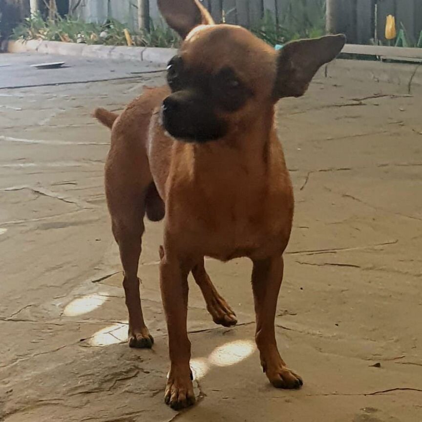 Вязка мини той-терьер