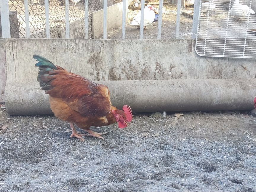 Петух голошейка