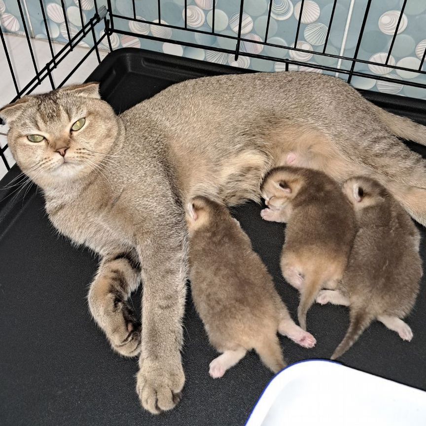 Шотландские золотые шиншилы котята