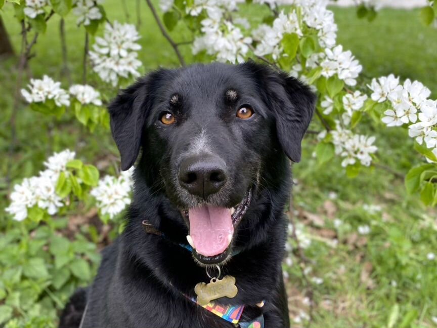 Собака в добрые руки